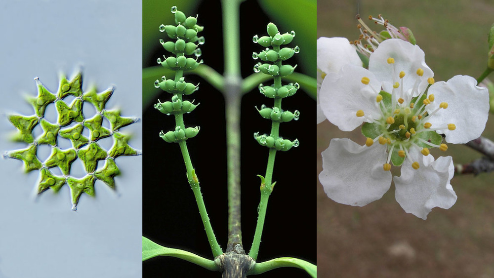 Study provides framework for one billion years of green plant evolution ...