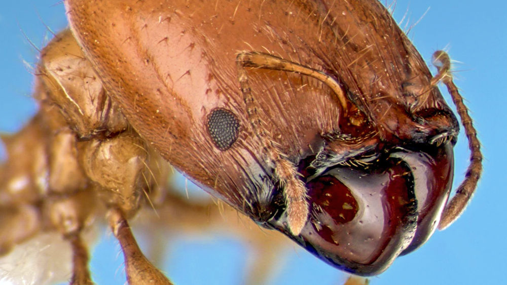 Study of giant ant heads using simple models may aid bio-inspired ...
