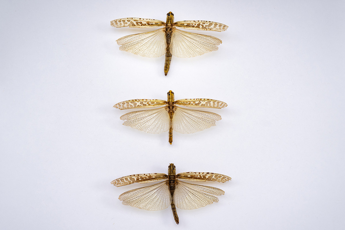 Grasshopper wing structure inspires design of gliding robot wings ...
